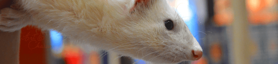 Les loisirs du furet domestique