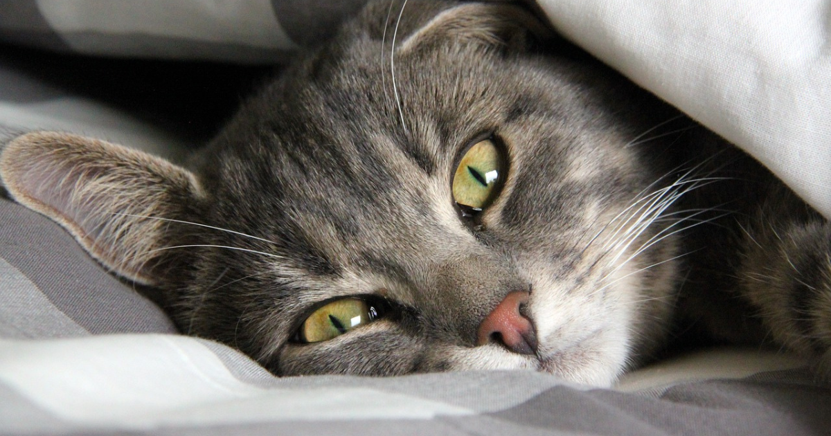 Les maladies des yeux chez les chats