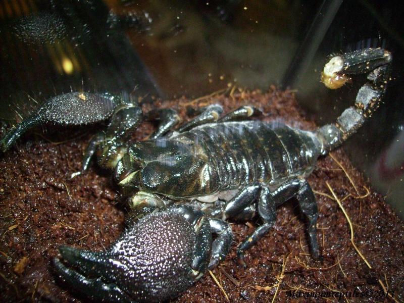 Pandinus imperator - Fiches sur les invertébrés - Nimo