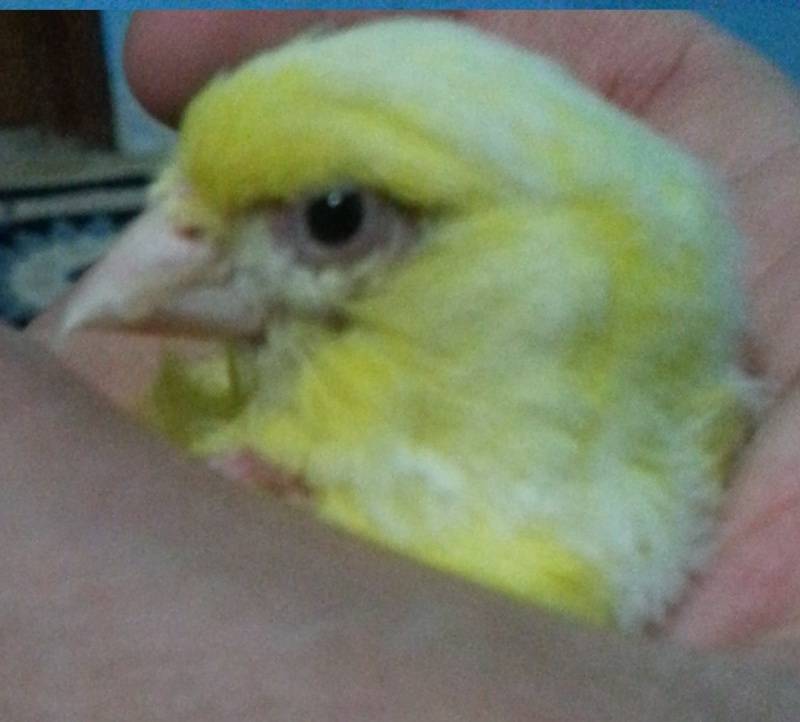 canari femelle avec maladie grave ventre gonflé - maladies et soins ...