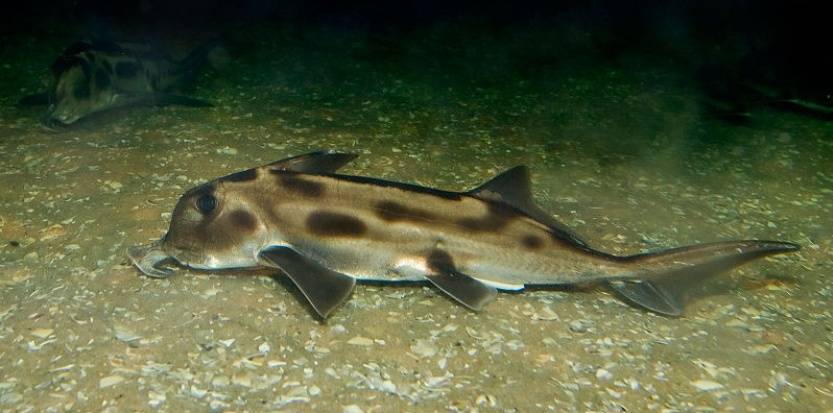 Pourquoi le squelette du requin est-il cartilagineux ? - Actus - Infos ...